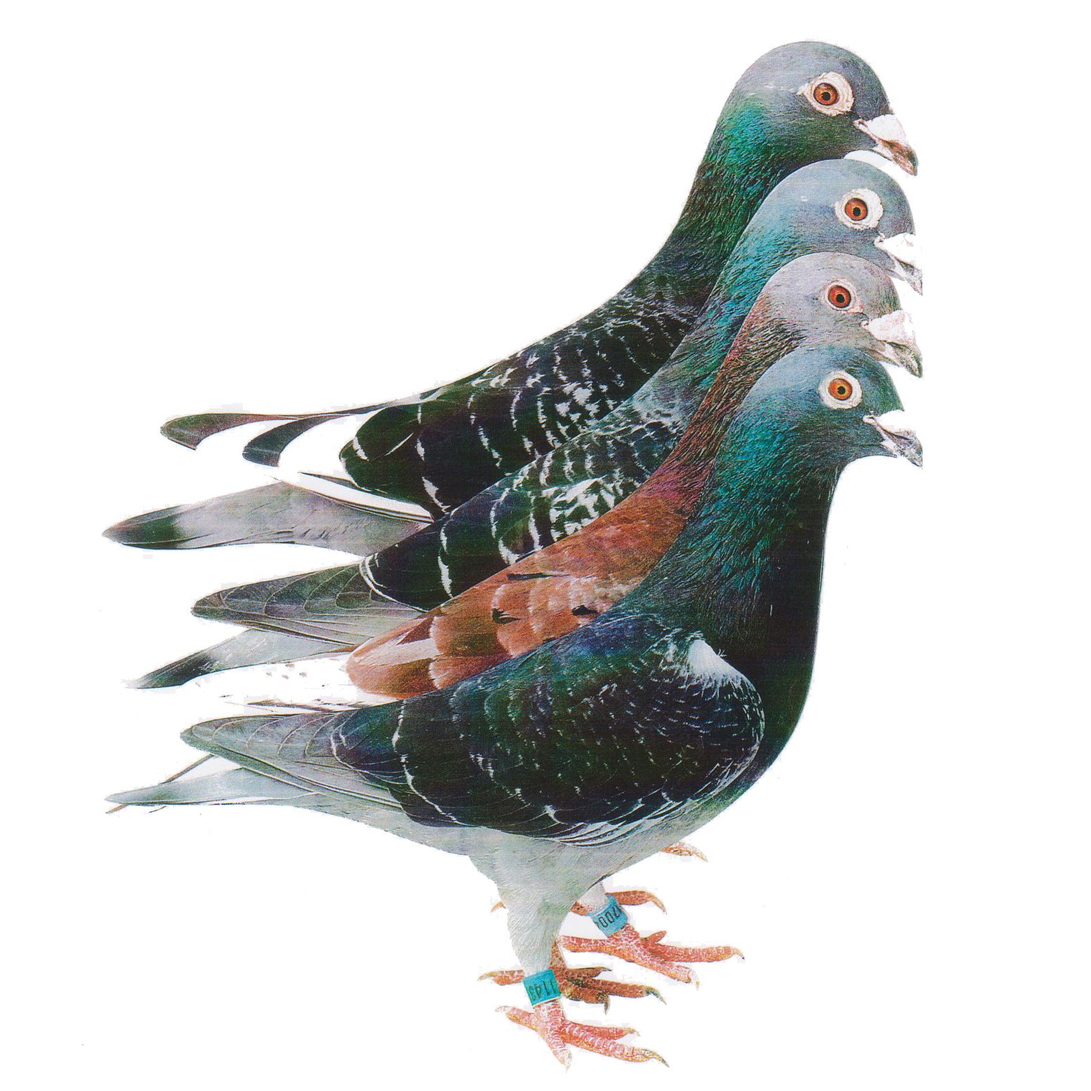 Postagalamb értékesítés és aukció