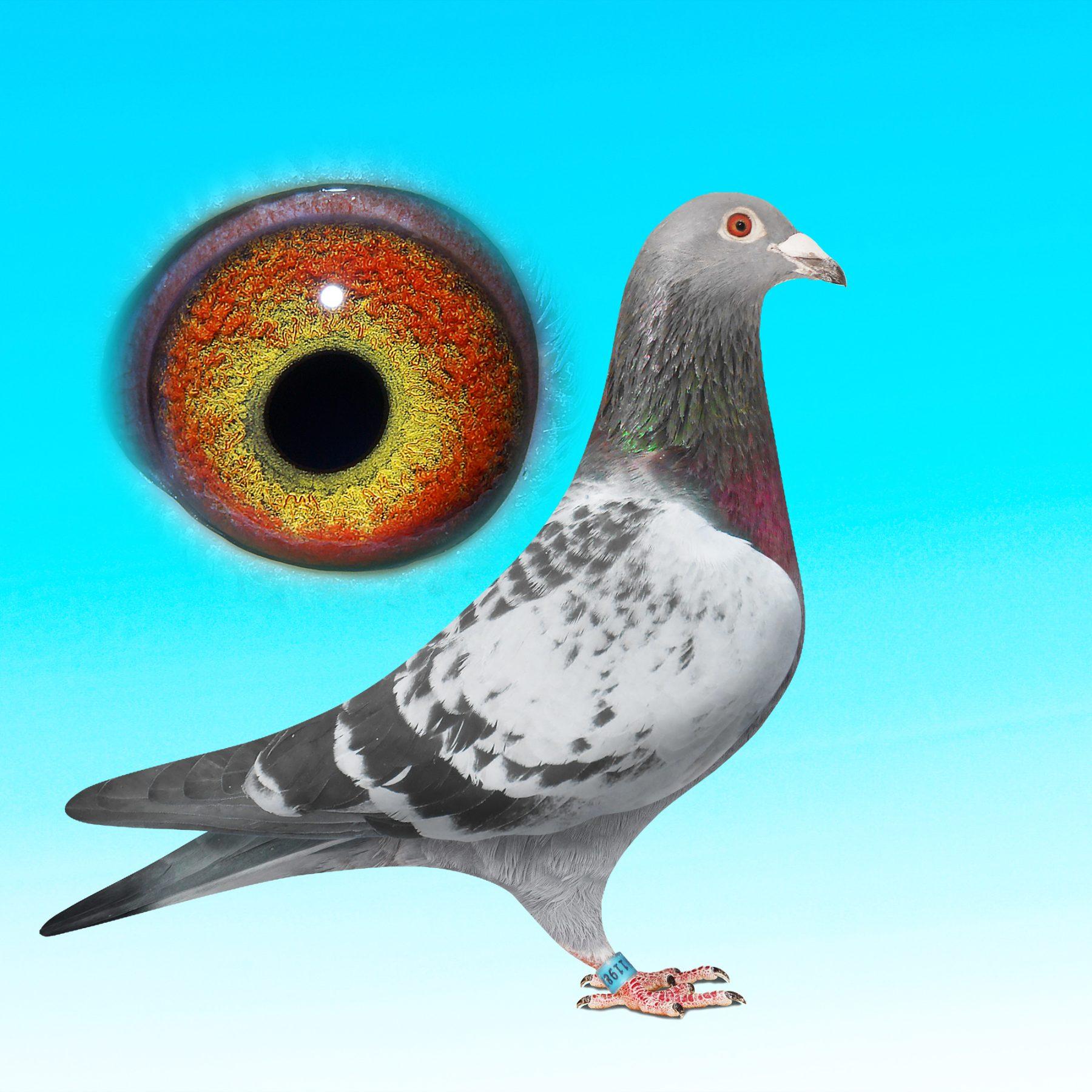 NL21-1198748♂-KK.HÍM-BARTJE-THEELEN x KLAK - Postagalamb értékesítés és ...