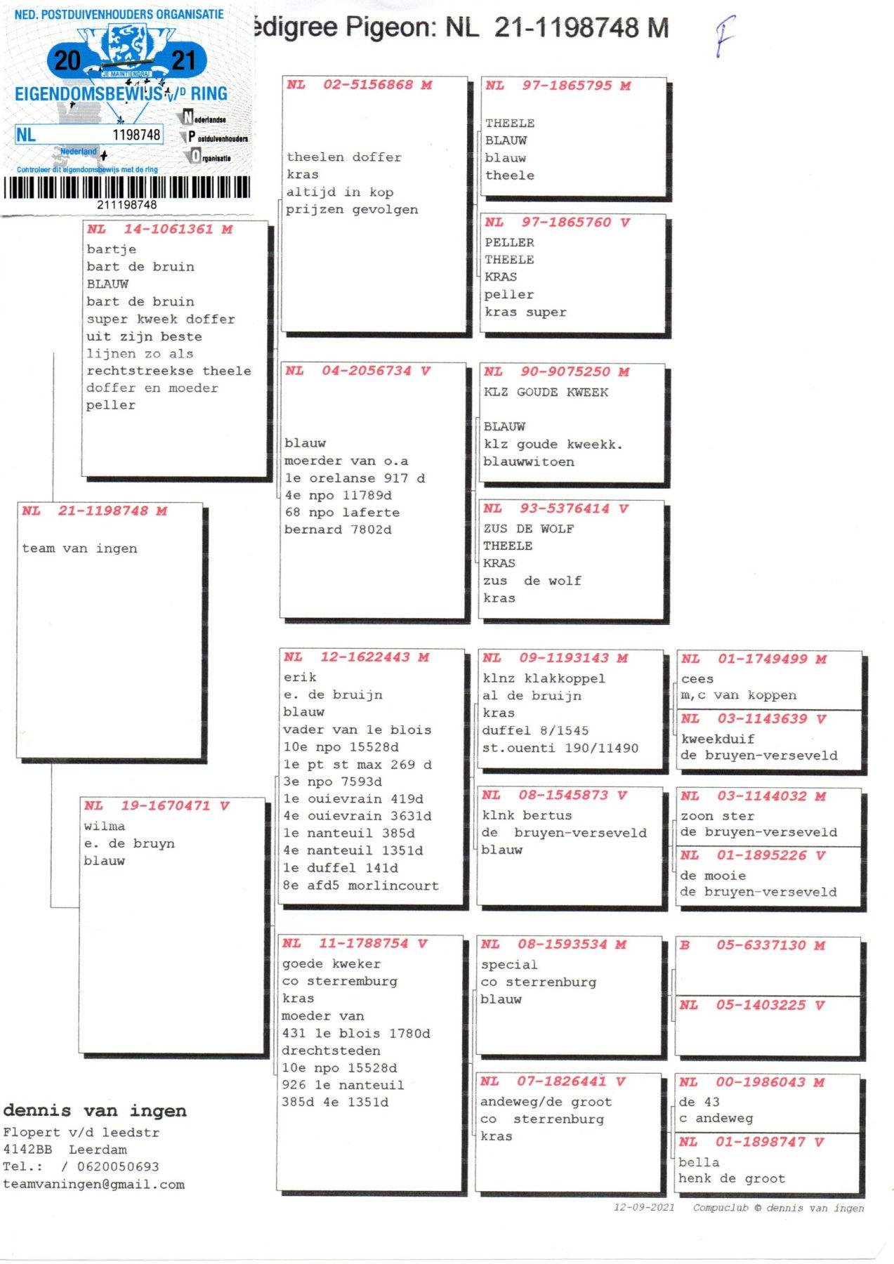 NL21-1198748♂-KK.HÍM-BARTJE-THEELEN x KLAK - Postagalamb értékesítés és ...